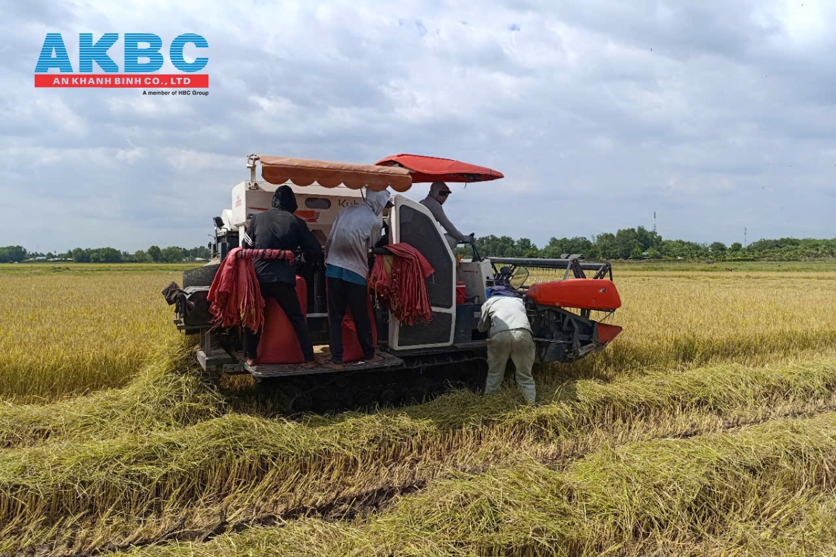 Tất tần tật về quy trình trồng lúa nước